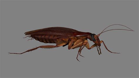 3d Cockroach Model Rigged Animated Turbosquid 2081559