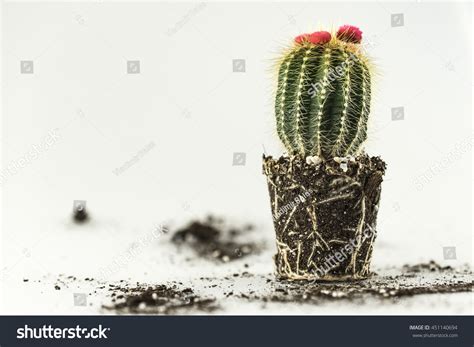 Cactus Naked Stock Photo Shutterstock