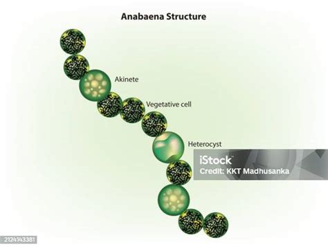 Anabaena Structure Stock Illustration Download Image Now Algae