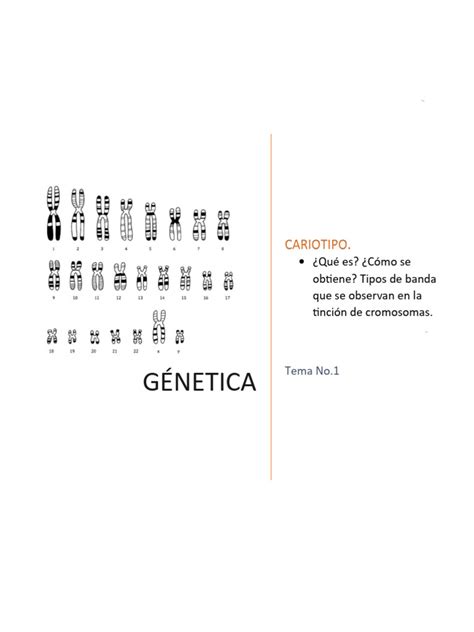 Cariotipos Genética Pdf Cariotipo Cromosoma