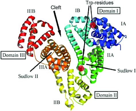 Structure Of The Albumin Molecule Adopted From Ref 48 Download