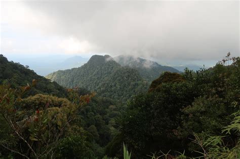 Dna And 90 Million Year Old Pollen Fossils Reveal New Insights Into Evolution Of Asian Tropics