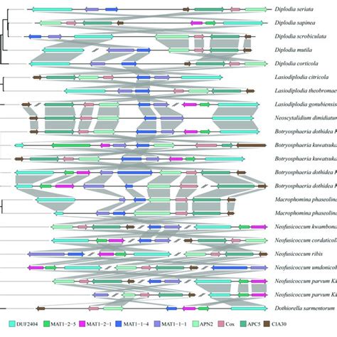 Pairwise Mating Type And Surrounding Genes Comparison Between Species