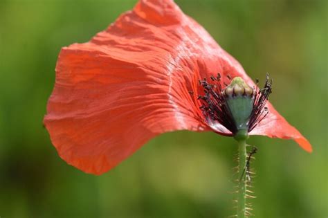 Premium Photo Close Up Of Poppy Flower
