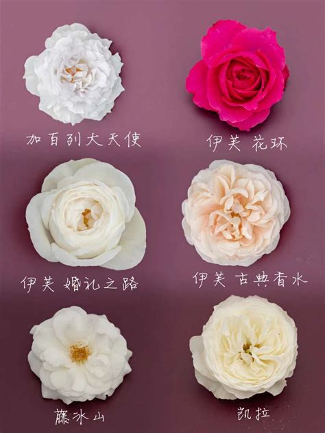 100款月季花品种图鉴 花街新闻 藤本月季网