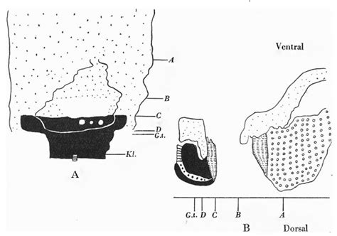 Paper The Development Of The Infra Umbilical Portion Of The Abdominal Wall With Remarks On
