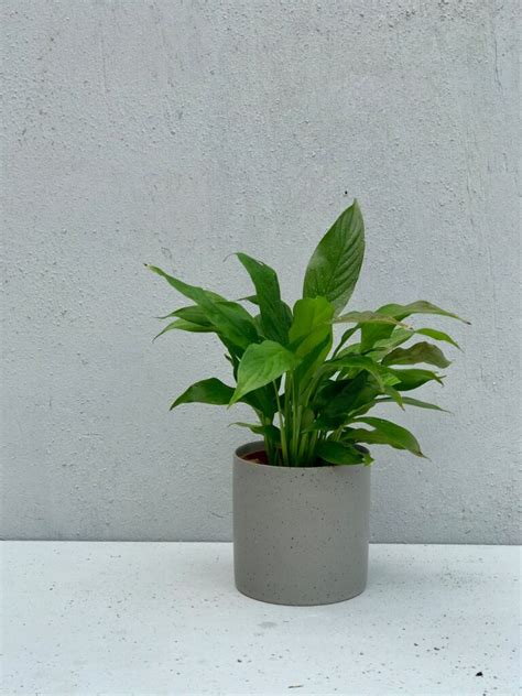 small table top spath botanical events