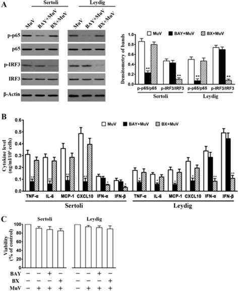 Involvement Of Nf κb And Irf3 Activation In Cytokine Expression A Download Scientific