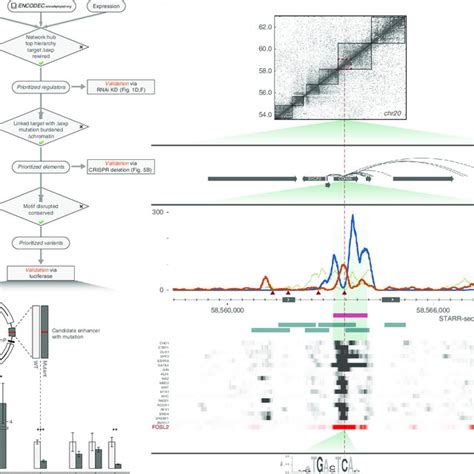 Variant Prioritization And Validation A A Stepwise Prioritization
