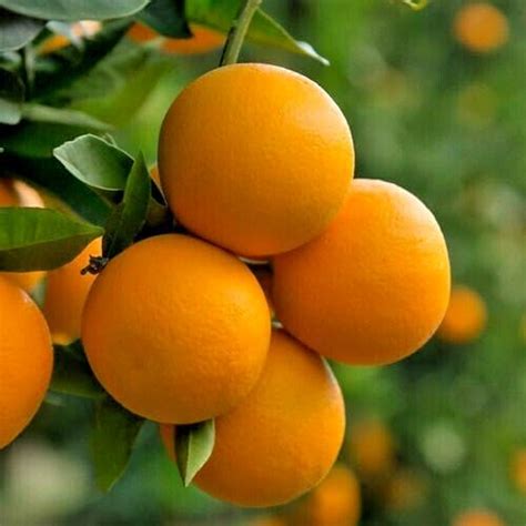 Valencia Orange Tree 2 5 Inch Tall Live Plant Potted