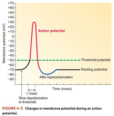 Solved Depolarization Repolarization Hyperpolarization Resting