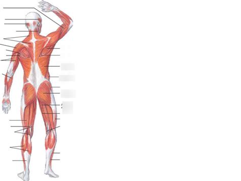 Posterior Skeletal Muscles Part 2 Diagram Quizlet
