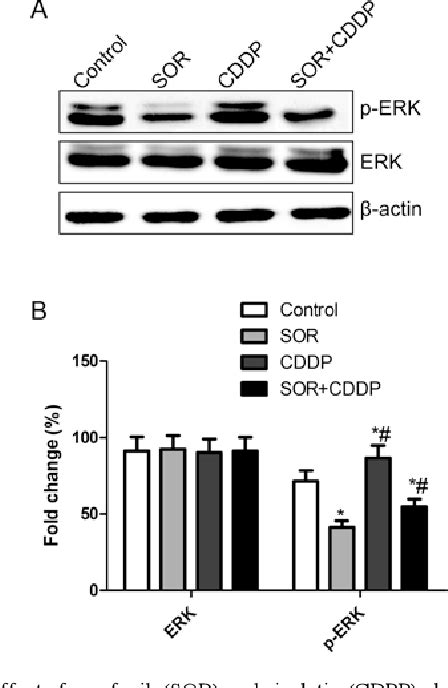 Figure 4 From Synergistic Growth Inhibition By Sorafenib And Cisplatin