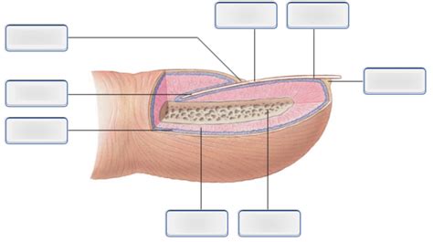 The Structure Of A Nail Longitudinal Section Diagram Quizlet