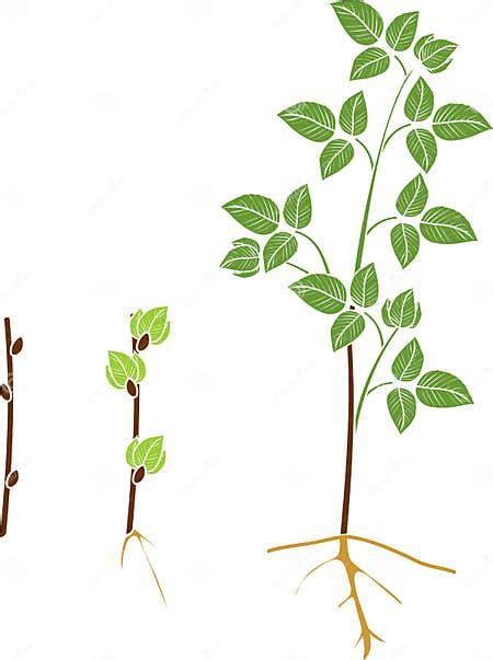 Raspberry Vegetative Reproduction Scheme Stock Vector Illustration Of Life Propagule 138139174