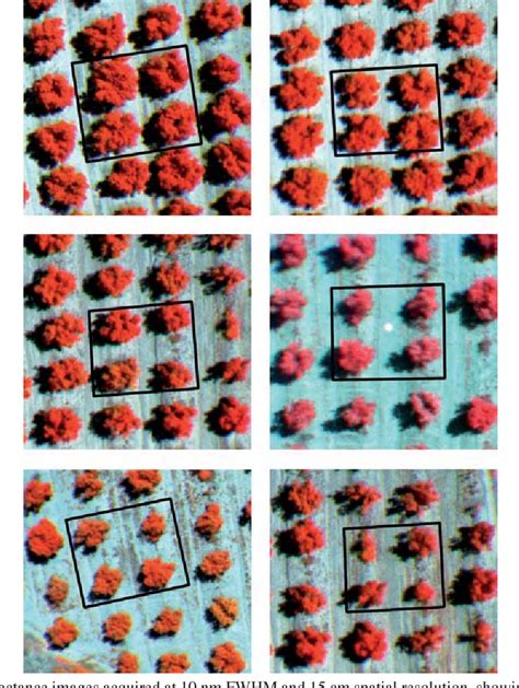 Figure 1 From Estimating Radiation Interception In An Olive Orchard Using Physical Models And