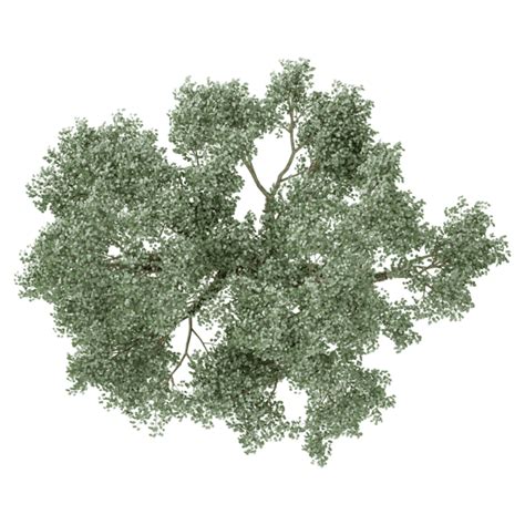 Tree Floor Plan Pngs For Free Download