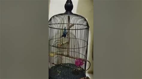 Doraeman Ngerambat Youtube