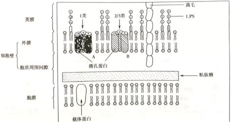 细菌细胞壁结构图 细菌细胞壁 细胞壁图 大山谷图库