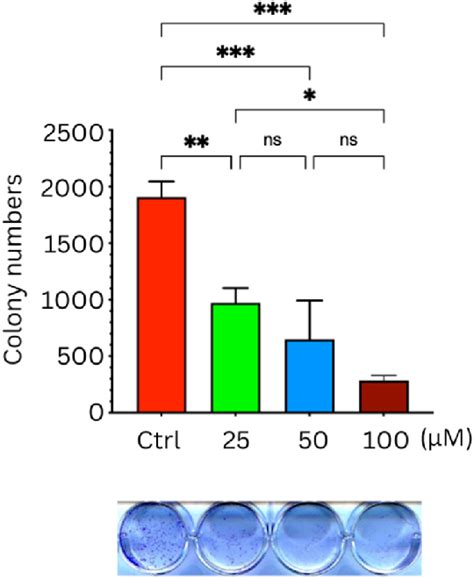 Effect Of Compound 4 Justicidin B On Colony Formation By Hela Cells