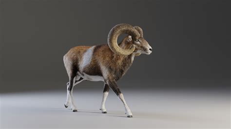 Ovis Ammon Male Animated 3d Model Turbosquid 2170320