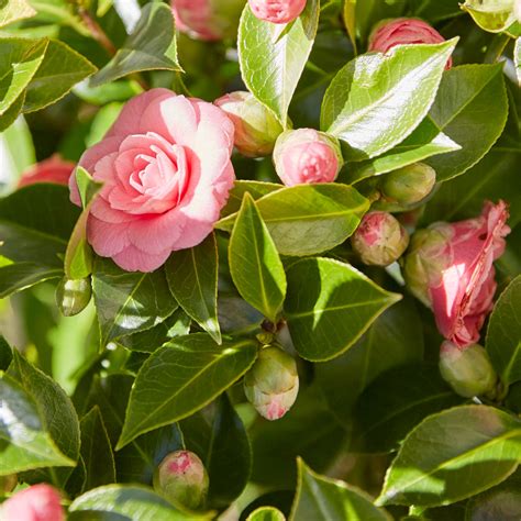 Camellia Japonica Pink Common Camellia Outdoor Flowering Plant