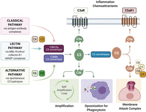 The Complement Pathway New Insights Into Immunometabolic Signaling In