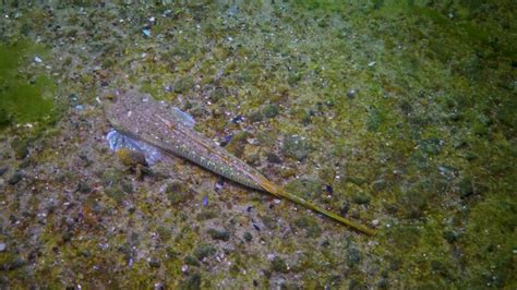 The Sailfin Dragonet Callionymus Pusillus Male Of A Beautiful Fish