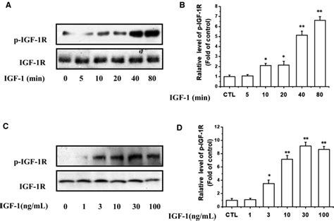 Time‐ And Dose‐dependent Igf‐1 Activated Igf‐1r A Um Cells Were