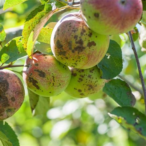 Apfelbaum Krankheiten Wie Man Fäulnis Verhindert Und Obstbäume Gesund Erhält Invest Orbit