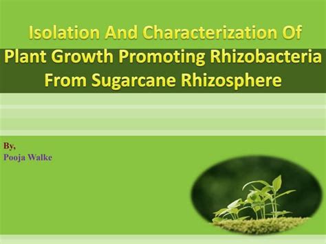 Isolation And Characterization Of Plant Growth Promoting Rhizobacteria From Sugarcane
