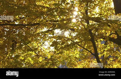 Bright Yellow Tree Leaves Stock Videos Footage HD And 4K Video Clips Alamy