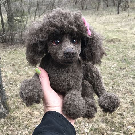 Пудель | Пудель, Шерсть