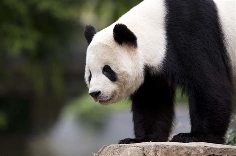 Download Giant Panda On Top Of Rock Wallpaper | Wallpapers.com
