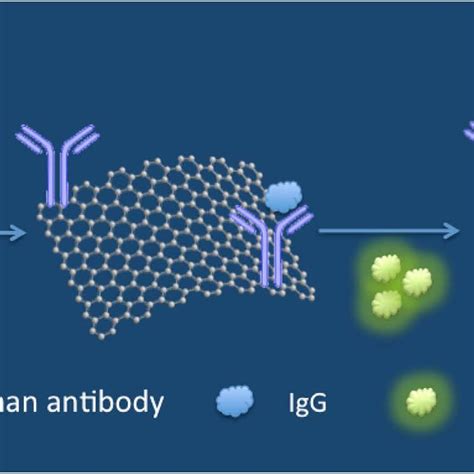 Graphene Oxide Based Fluorescence Quenching For The Detection Of Igg Download Scientific