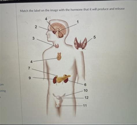 Solved Match The Label On The Image With The Hormone That It Chegg
