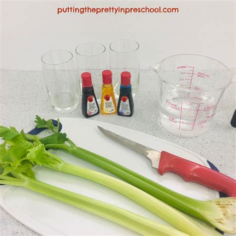 Celery Science Experiment
