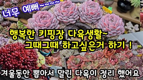 키핑장 다육이 키우기 🌸어메이징그레이스 길바백금철화 너무 예뻐요~👍아팠던 다육이 밭떼기 정리도 해야죠~😆 Youtube