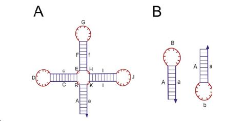 Representations Of The Structures Tested A A Loop Containing A Download Scientific Diagram