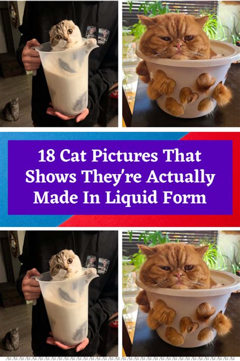 18 Cat Pictures That Shows They Re Actually Made In Liquid Form Artofit