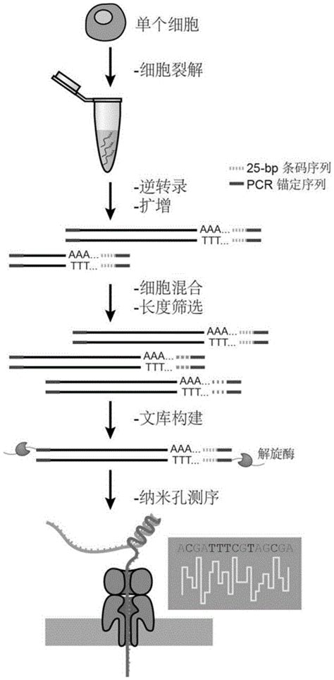 一种基于第三代测序的单细胞转录组测序方法与流程