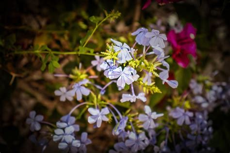 Flowers Nature Flower Free Photo On Pixabay