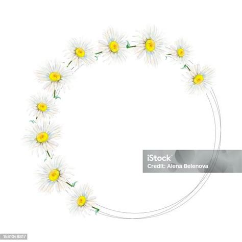 카모마일 머리가 있는 수채화 그림 둥근 프레임 하얀 배경에 현실적인 여름 꽃무늬 손으로 그린 그림 초원 야생화 카모마일 로고 엽서 프레임 0명에 대한 스톡 벡터 아트 및