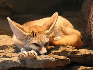 Ear Wikipedia