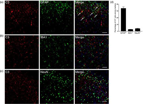 Astrocyte Microglia Interaction Through C3 C3aR Pathway Modulates Neuropathic Pain In Rats Model