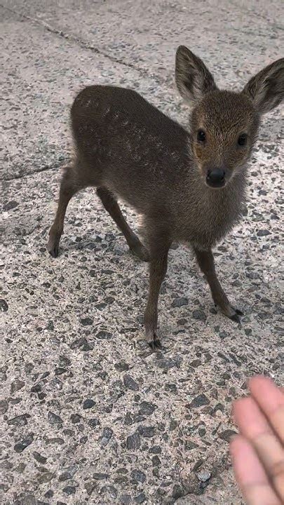 길 잃은 아기 고라니 Youtube