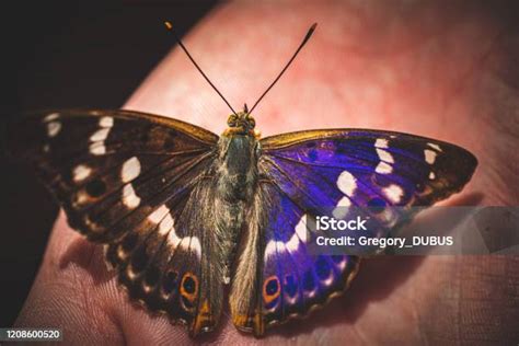 한 레서 퍼플 황제 나비 날개와 색상 세부 아파투라 일리아 곤충 의 매크로 여름에 인간의 손에 휴식 나비에 대한 스톡 사진 및 기타 이미지 Istock
