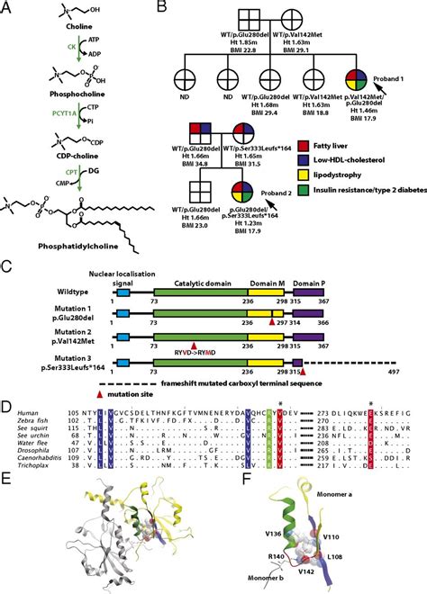 Phosphatidylcholine Synthesis