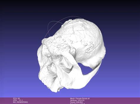 Australopithecus Boisei Skull Female Knm Er 732 Ancient Hominid Quality High Resolution Stl