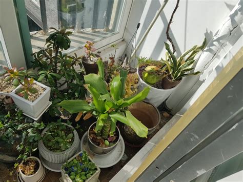 은평구 역촌동 나무 버리는 법 화분 버리기 가정 폐기물 처리 비용 가구 수거 책장 버리는 비용 쓰레기 분리수거 베란다 정리 폐기물 싼곳 업체 네이버 블로그